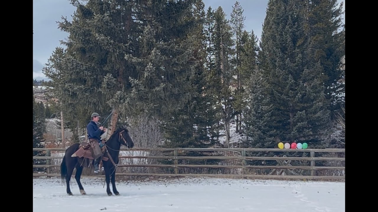 Trail Horse-Kid Horse-Hunting Horse-Morgan Quarter horse cross ...