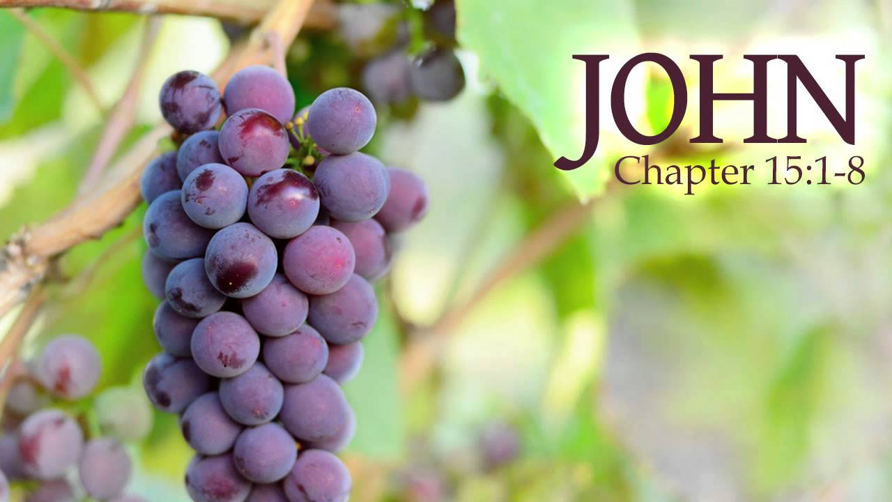 John 15 1 8 YouTube