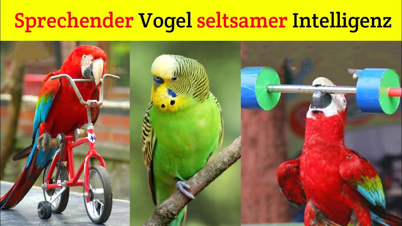 Sprechender Vogel seltsamer Intelligenz | 9 intelligente sprechende ...
