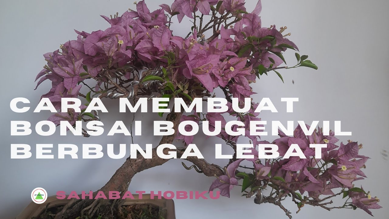 cara membuat bonsai bogenvil berbunga lebat #belajarbonsai #hobibonsai ...