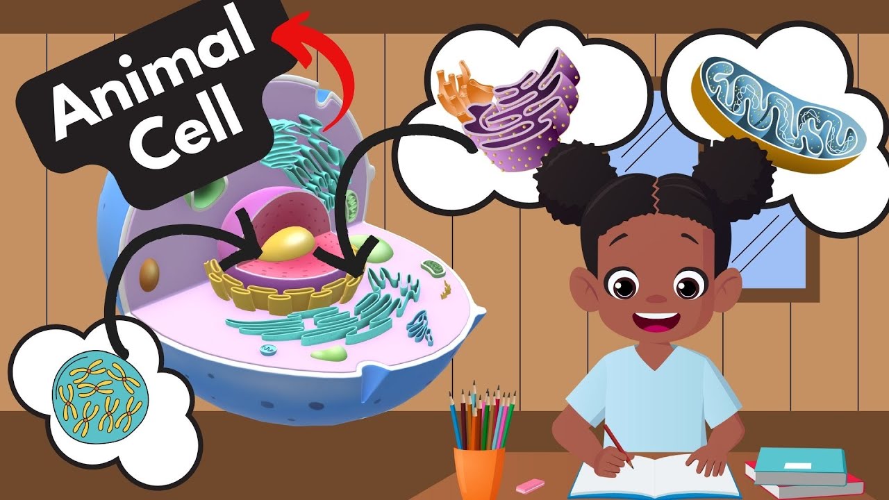 Animal Cell Structure and Functions I Cell Organelles and their ...