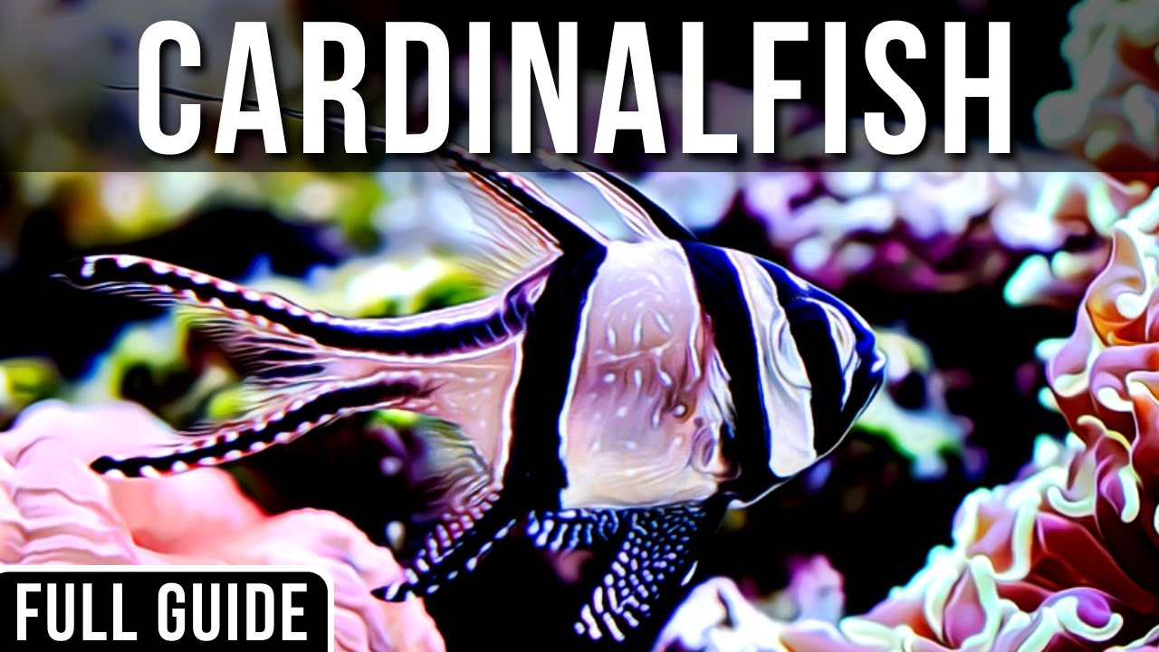 Saltwater Cardinalfish Info And Care | All About The Bangaii ...