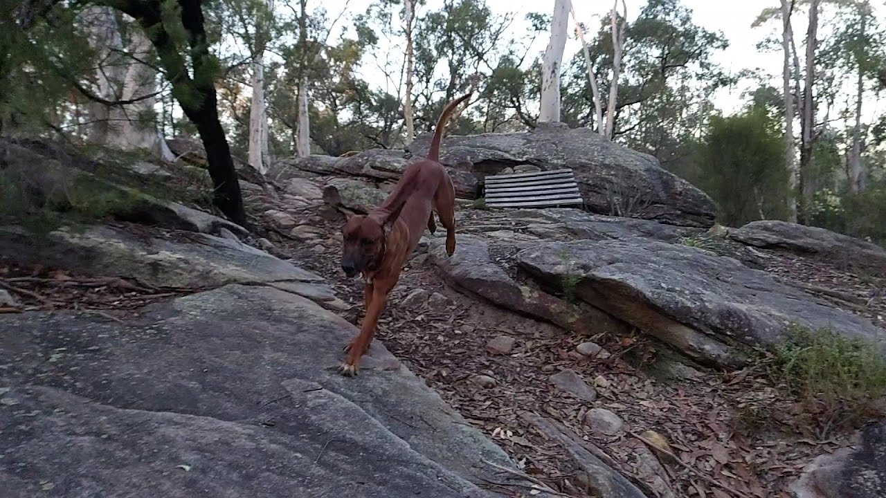 Loki, my Ridgeback coming down the mountain in leaps and bounds (Slow ...