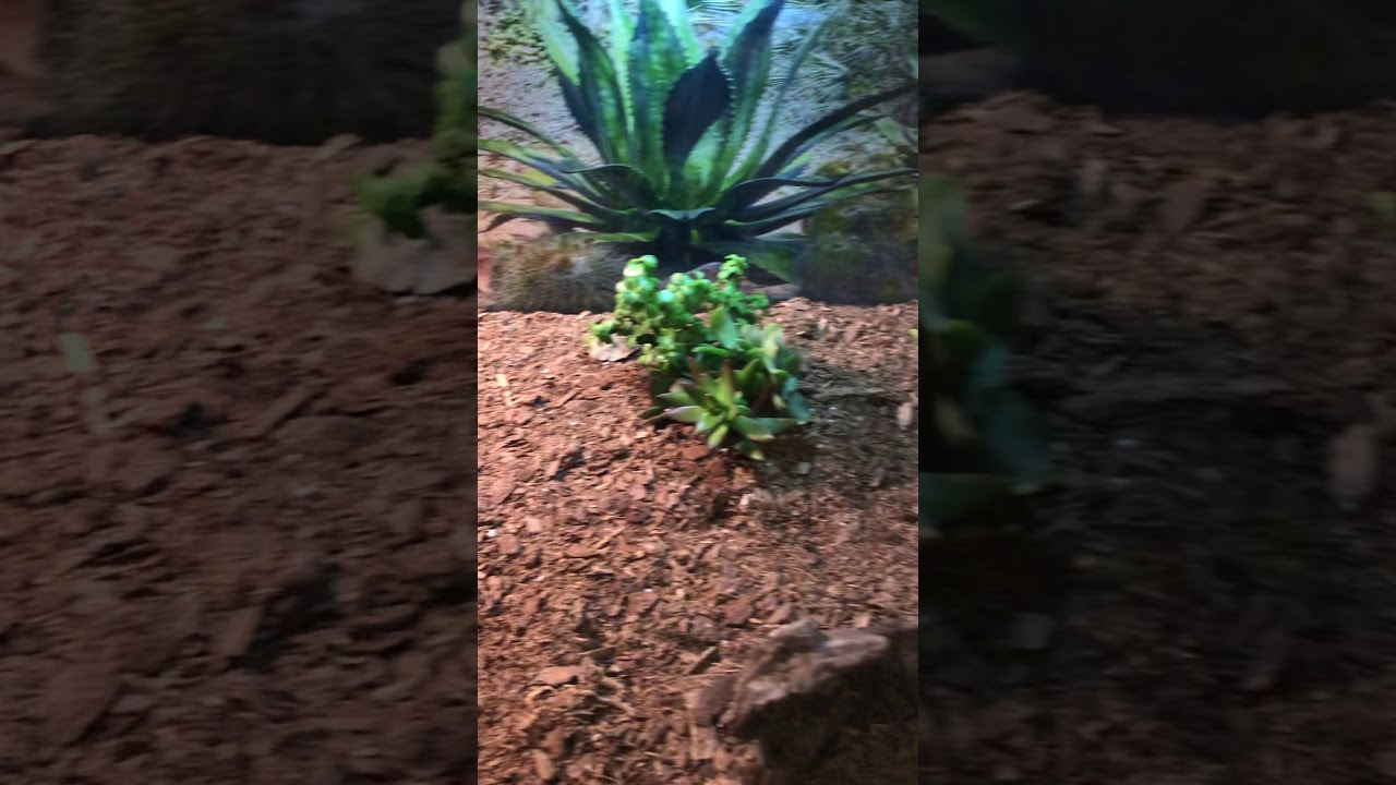 Bioactive bearded dragon tank update - YouTube