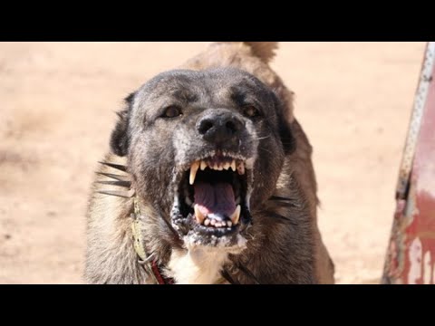 SÜPER MALAKLI GÖRÜNTÜLERİ 2019 KANGAL KANGAL-PİTBULL