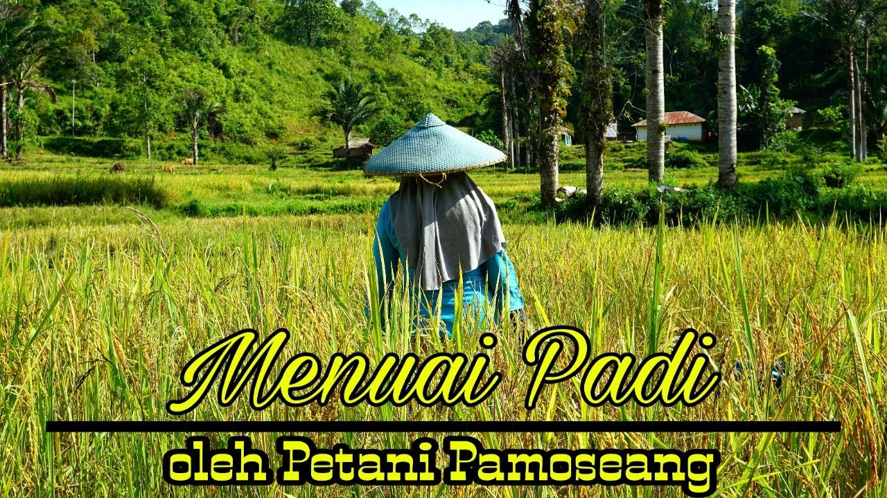 Menuai Padi Oleh Petani Pamoseang - YouTube