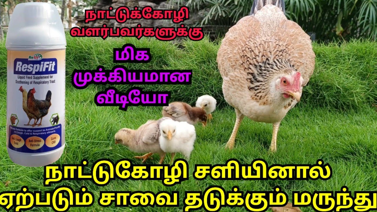 நாட்டுக்கோழி சளியினால் ஏற்படும் சாவை தடுக்கும் மருந்து/nattukozli ...