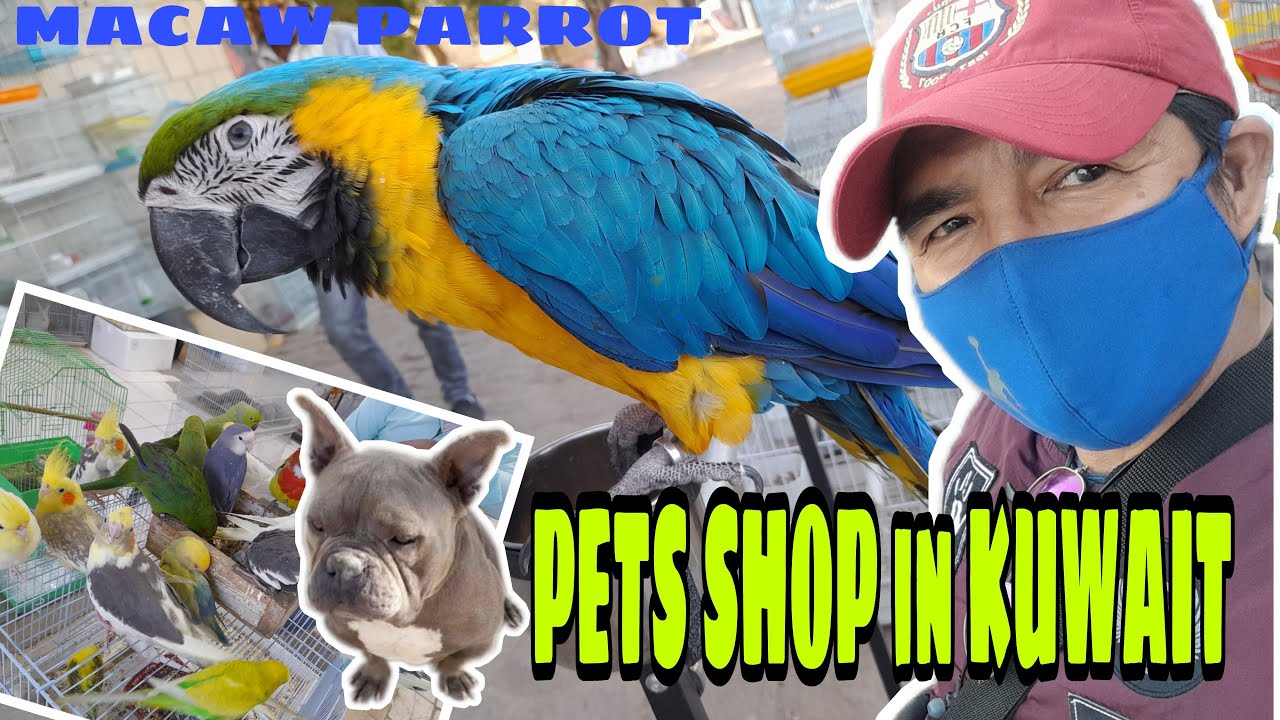 PETS SHOP IN KUWAIT - YouTube