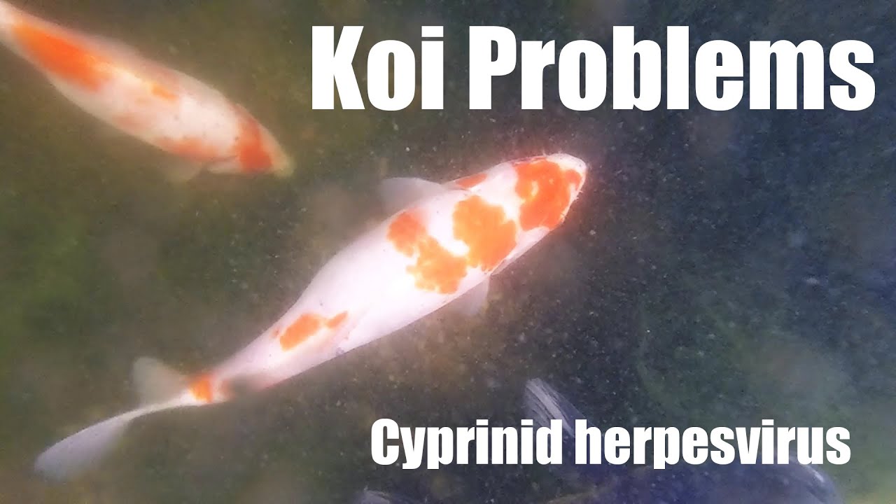 Koi Pox - Cyprinid herpesvirus - YouTube