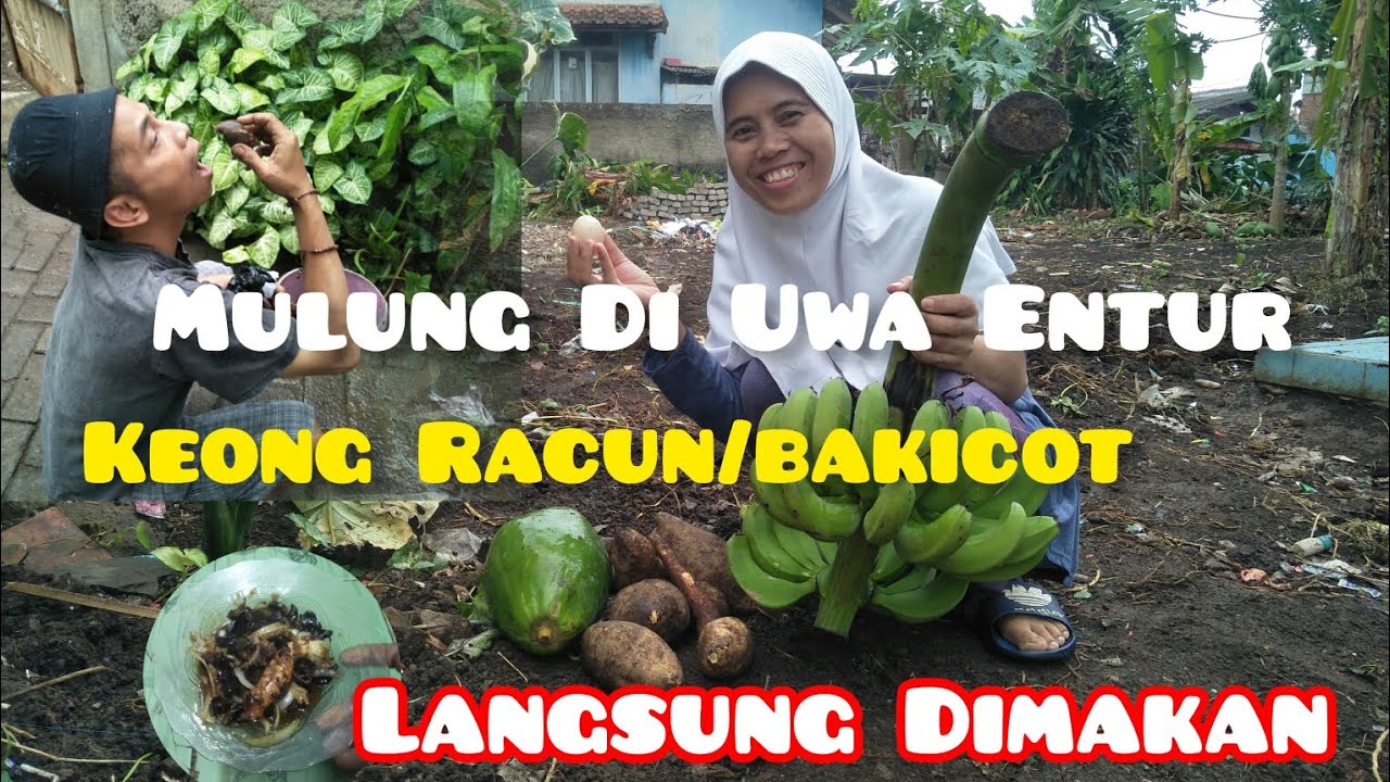 Mulung Di Uwa Entur Keong Racun/Bekicot Langsung Dimakan - YouTube