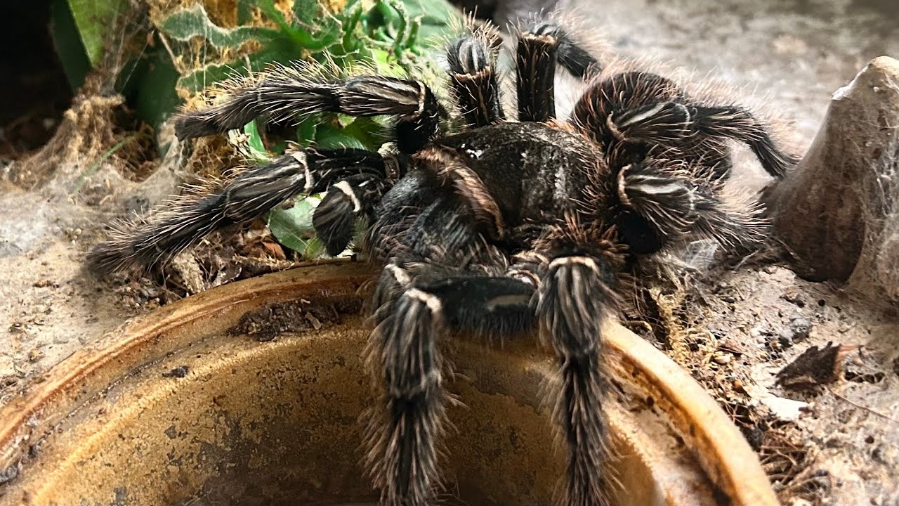 It’s over 9000! (9”) - Giant Salmon Pink Birdeater Tarantula has shed ...