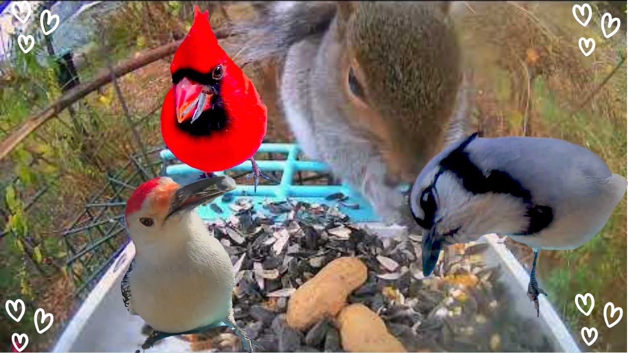 BirdSquirrelcam Saturday: Witness the Spectacular Bird Buffet! #birds # ...