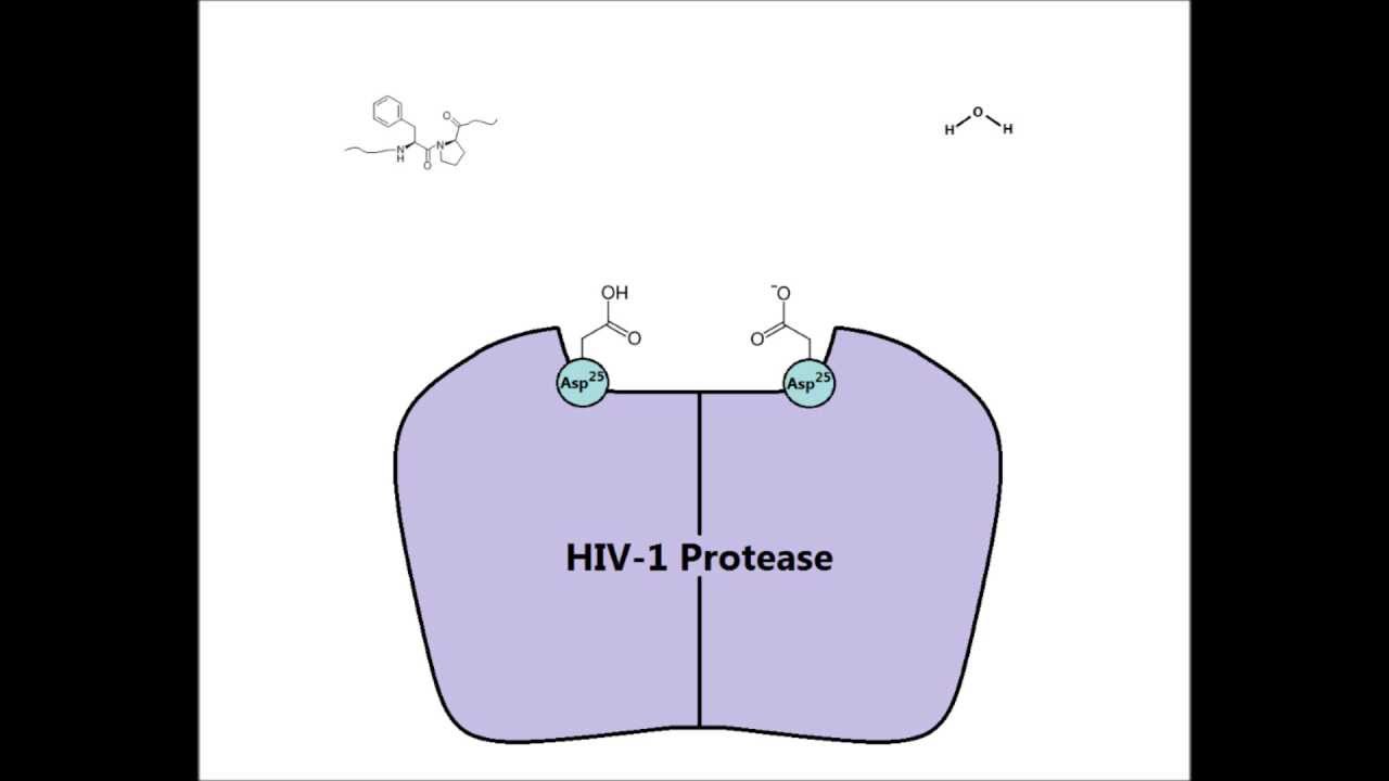HIV-1 Protease Reaction Mechanism - YouTube