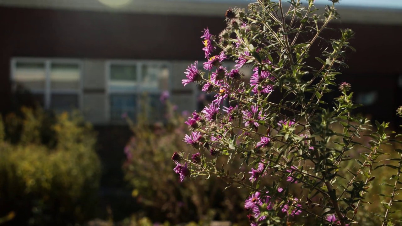 Autumn in the Courtyard - YouTube