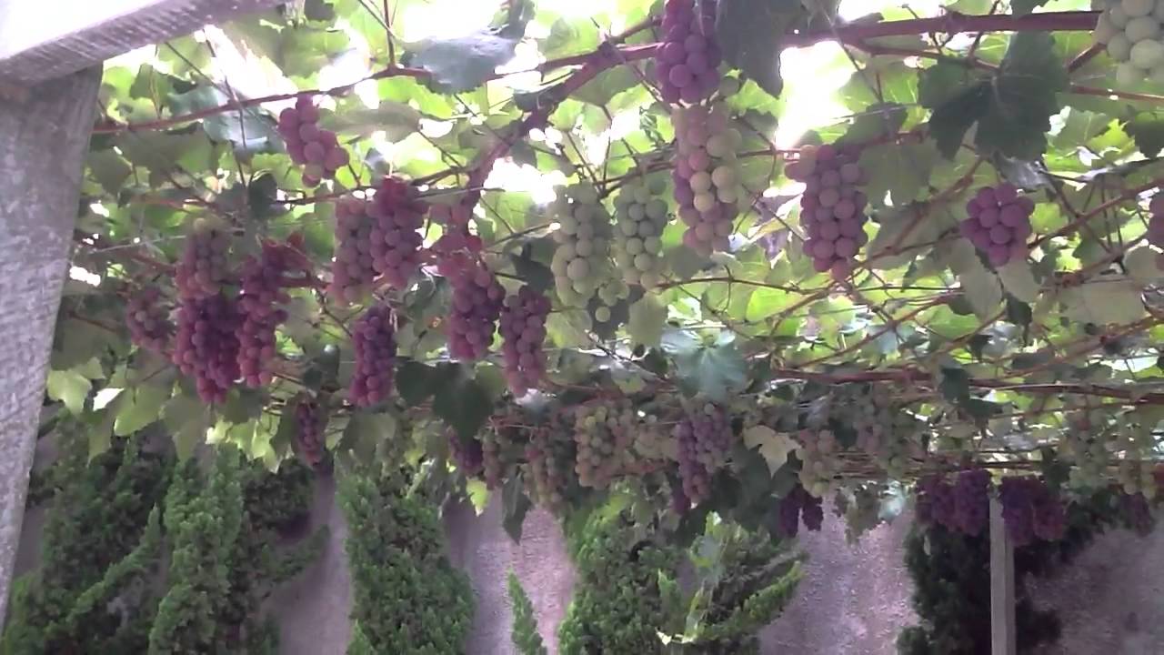 First Year Grape Niagara Rosa - YouTube