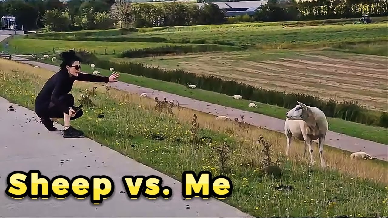 Sheep photo-shooting - YouTube