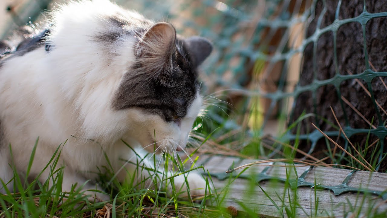 Silver Norwegian forest Cat loves grass! - YouTube