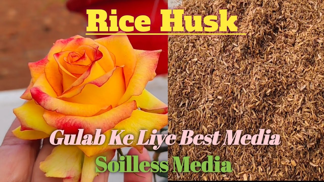 Rose plants! All Plants! Best Media Rice Husk! Ek Bar Laga Kar Dekhen ...
