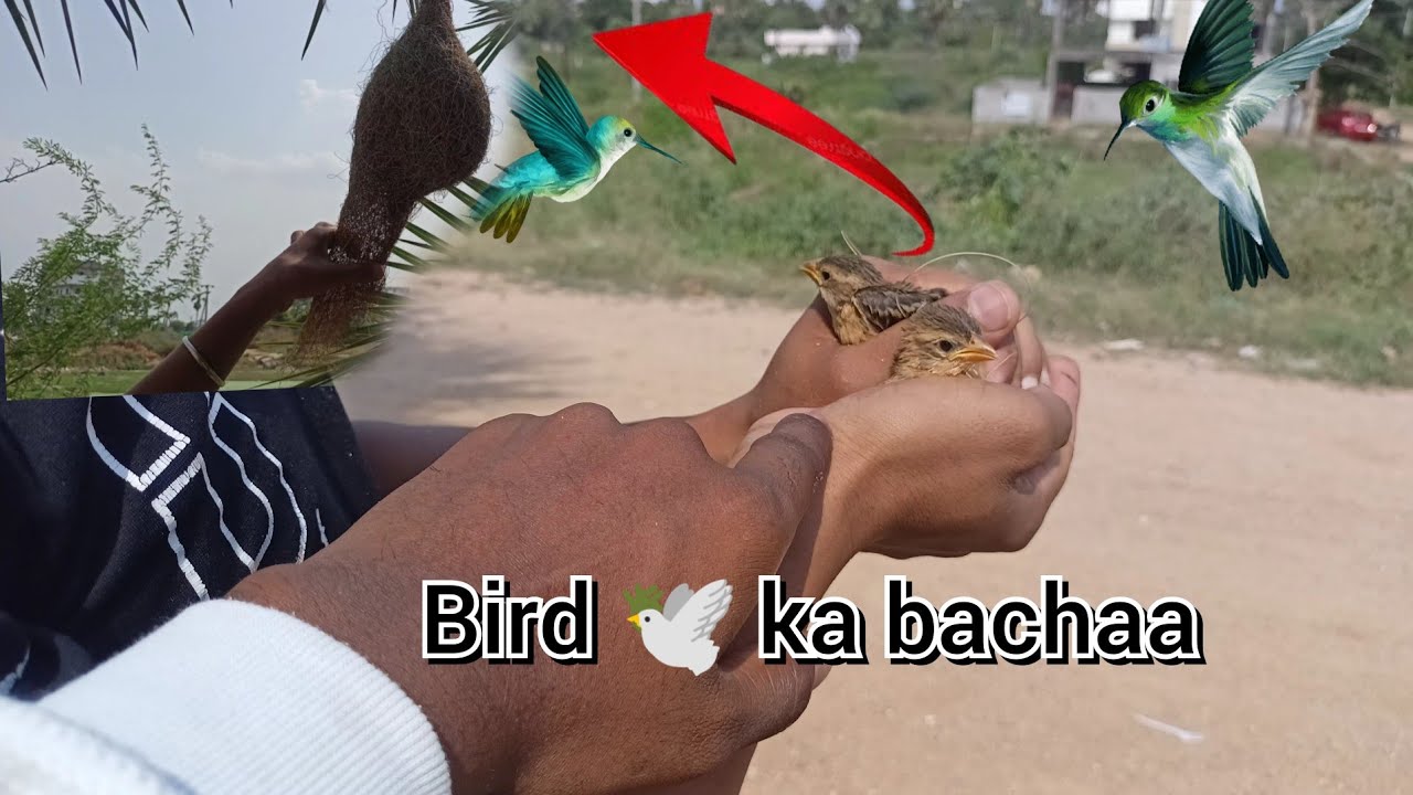 Ghosla me panchi ka bachaa #vlog #video#videos #birds - YouTube