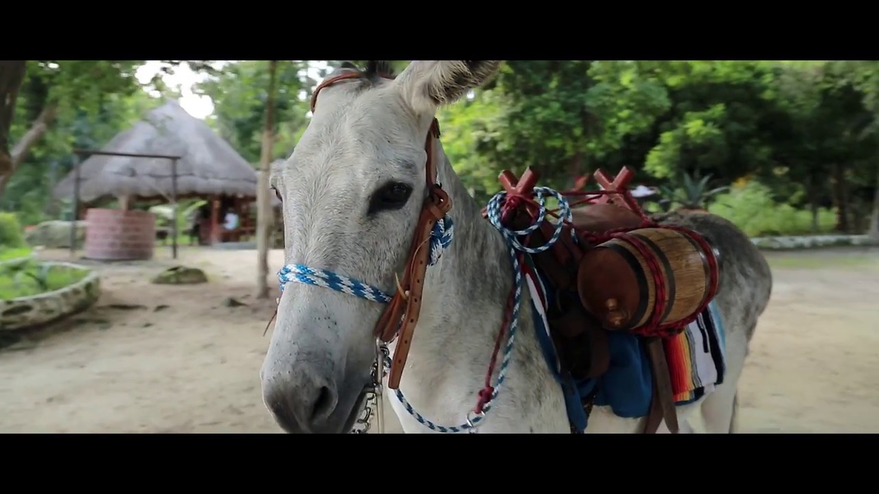 Bonanza Ranch -Horseback riding tour in Cancun - Riviera Maya. - YouTube