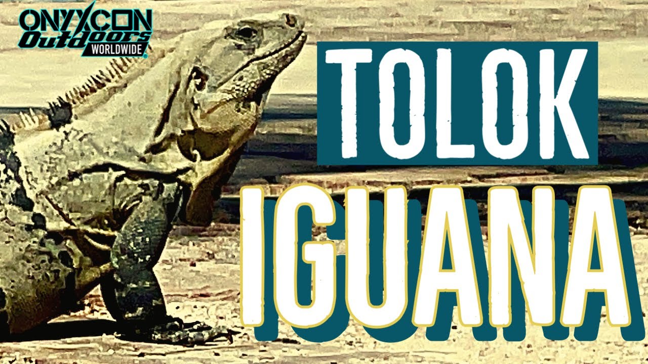 TOLOK - land of the Iguanas! #Mexico #Yucatan #Travel #Adventure - YouTube