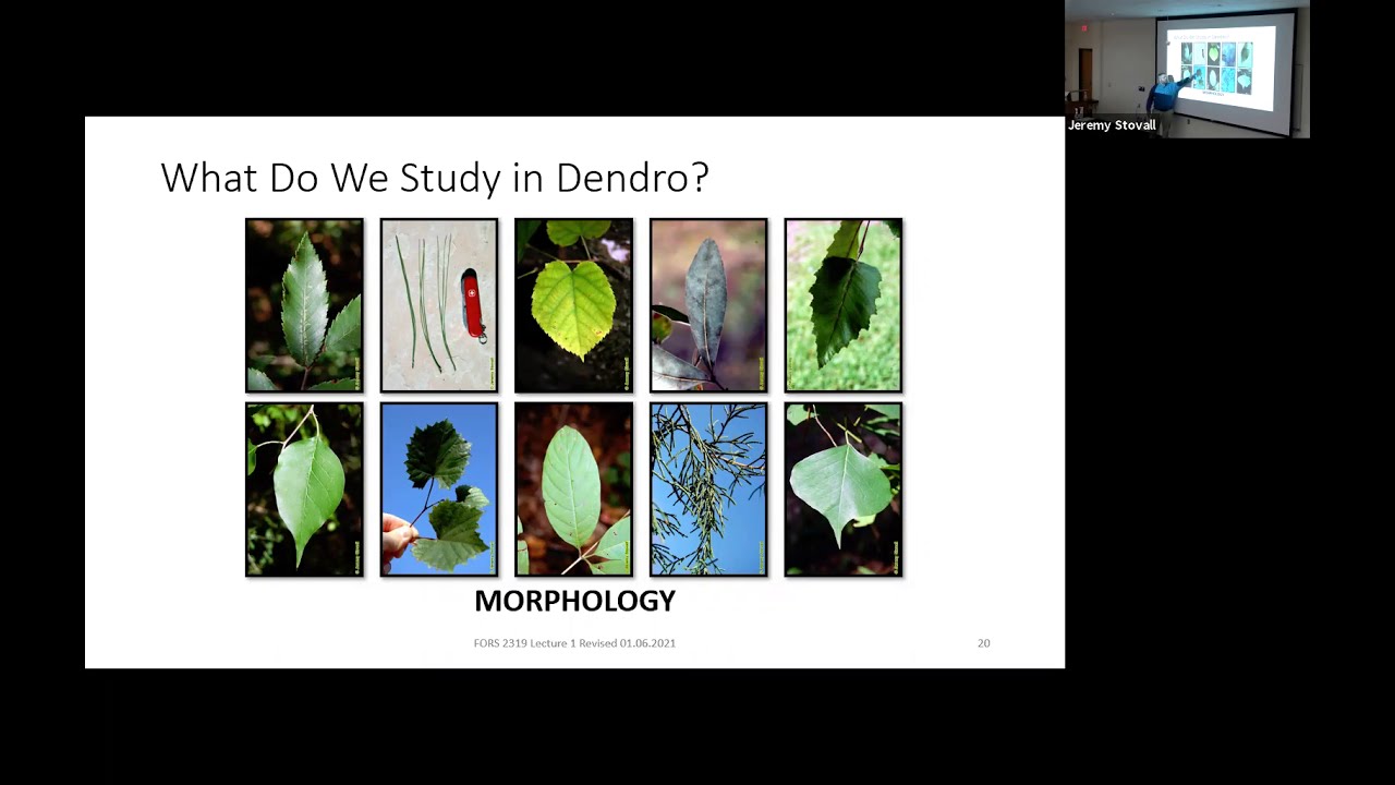Intro to Dendrology - YouTube