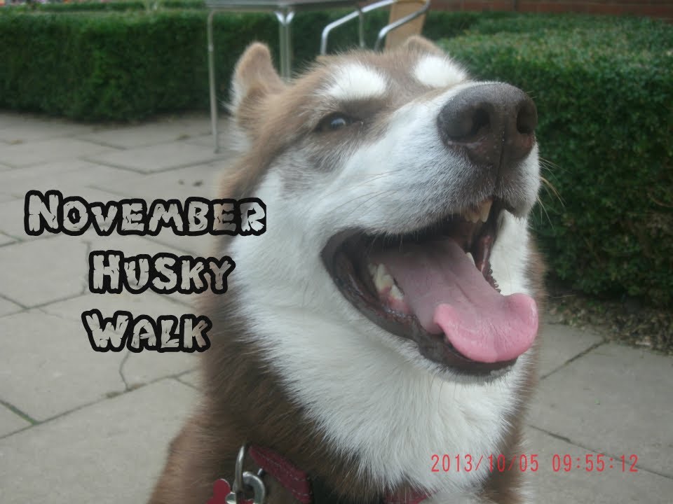 November Husky Walk - Mika the Smartest Husky - YouTube