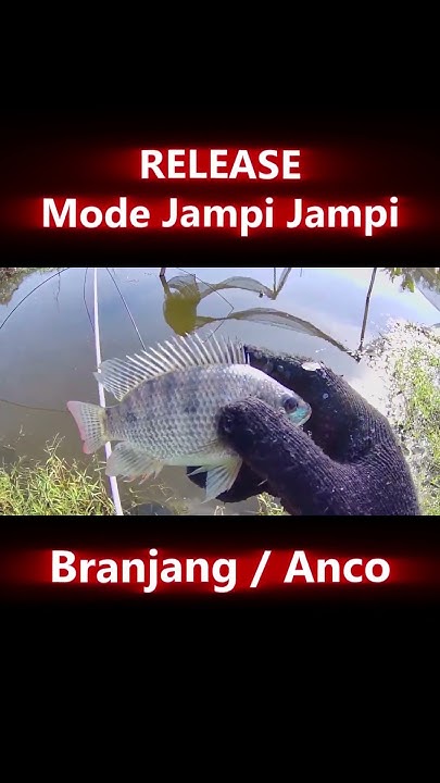 Release mode jampi jampi #branjang #ngancoikan #ancoikan #alat #ikan #ancomania #fishing - YouTube
