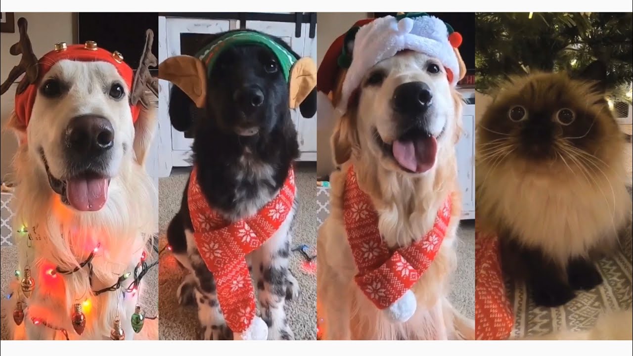 How To Make Christmas Doggos (and cat) lol - YouTube