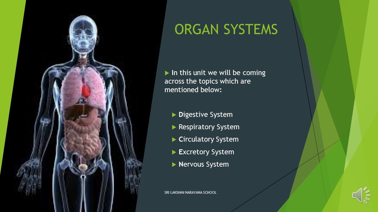 5TH STD SCIENCE ORGAN SYSTEMS | SLN MATRICULATION SCHOOL - YouTube