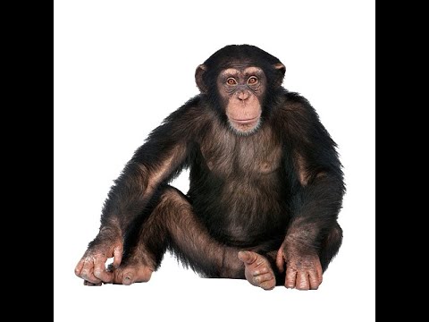 Monkey.exe - YouTube