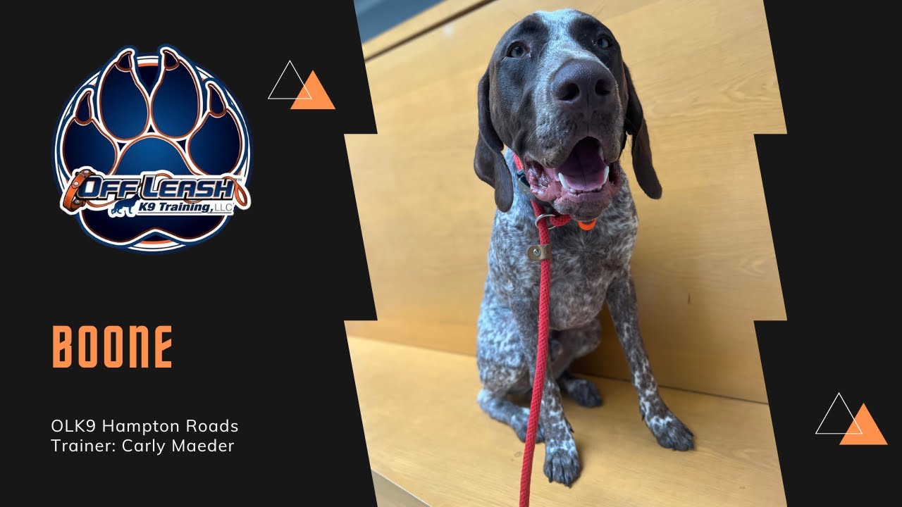 10 Month Old German Shorthaired Pointer (GSP) "Boone" | Puppy Training ...