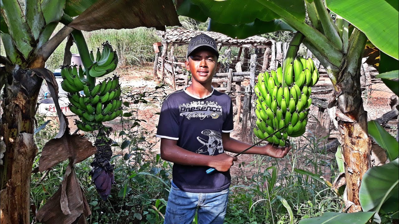 ESSA É A MELHOR FORMA DO CACHO DE BANANA SE DESENVOLVER - YouTube