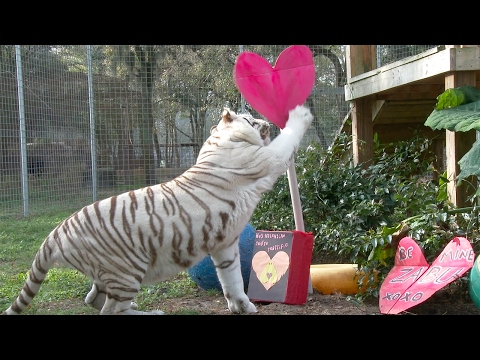 Valentine's Day At Big Cat Rescue!!