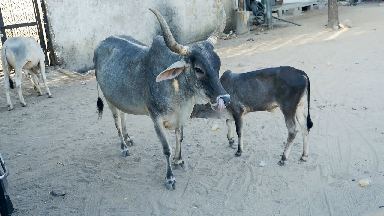 Cow Funny Video || Cow Videos Funny || Cow protecting her Calf || Cow ...