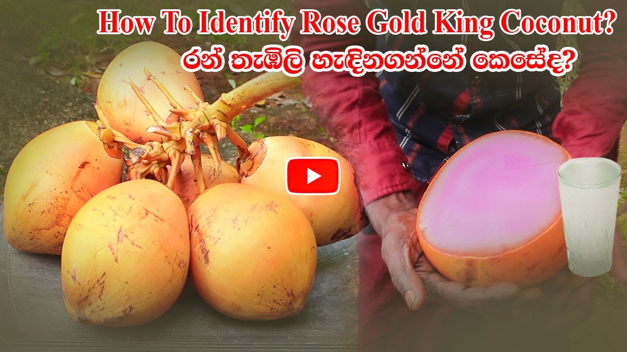 How To Identify Rose Gold King Coconut?-රන් තැඹිලි හැදින ගන්නේ කේසේද ...