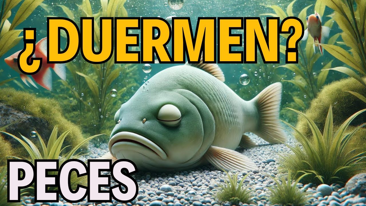 ¿Cómo duermen los Peces? - YouTube