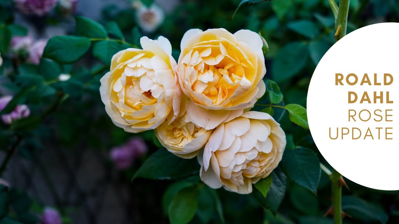 David Austin Bare Root Tree Rose Update; Roald Dahl in Phoenix Garden ...