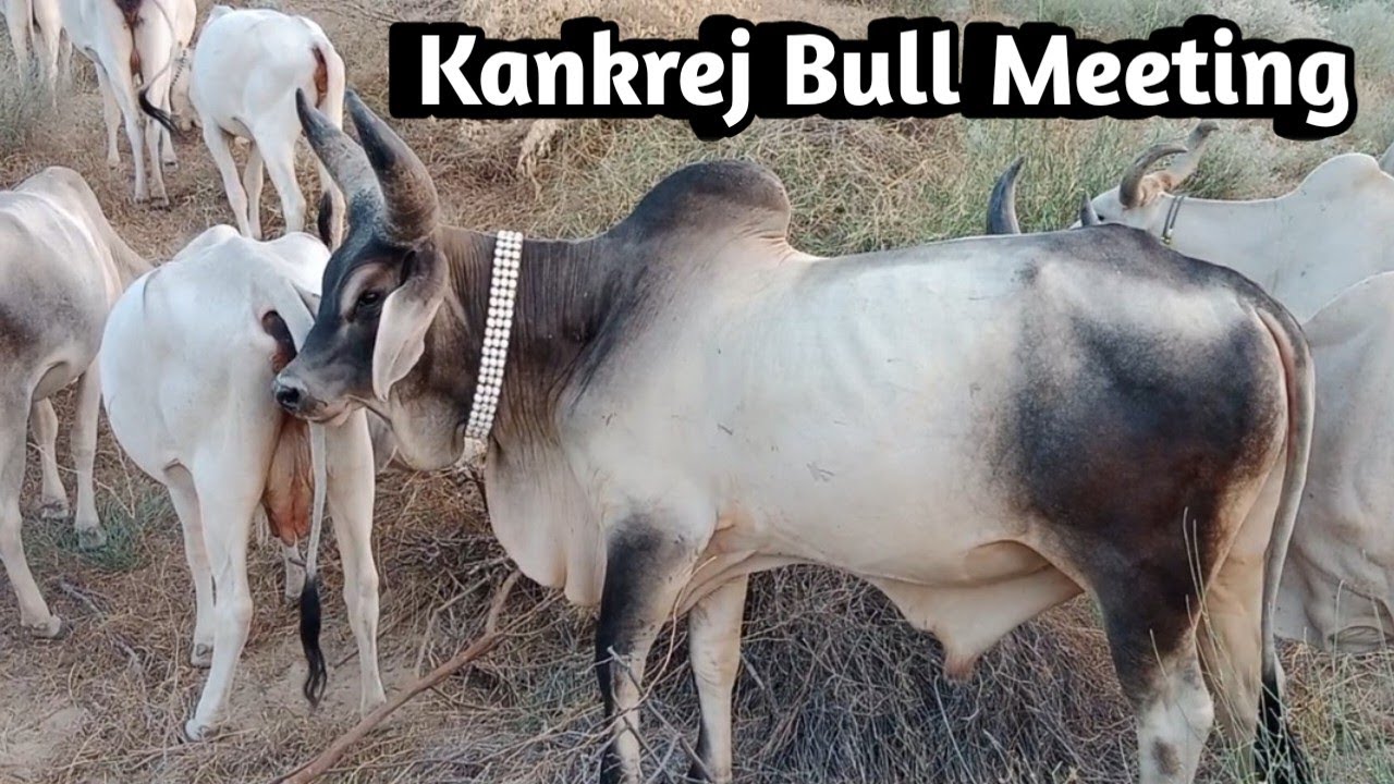 Kankrej bull meeting with Kankrej cow | kankrej bull enjoy with partner ...