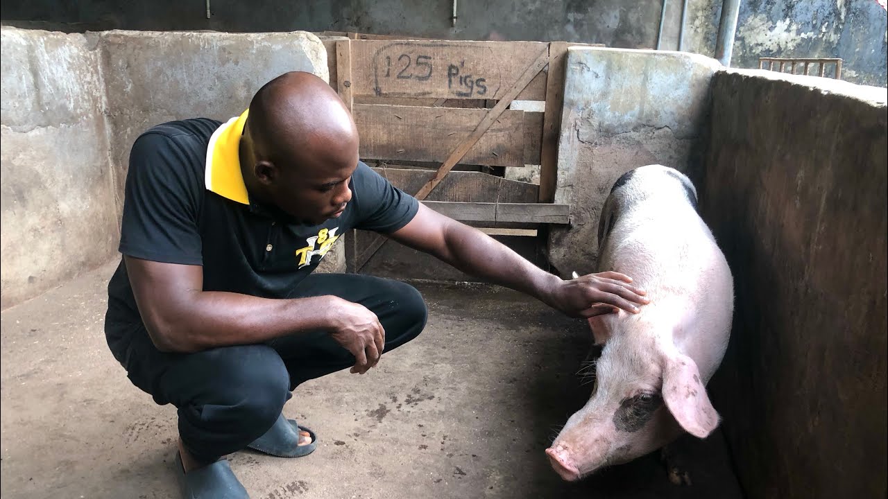 Why Your Female Pig Isn’t Coming On Heat & Solutions - YouTube