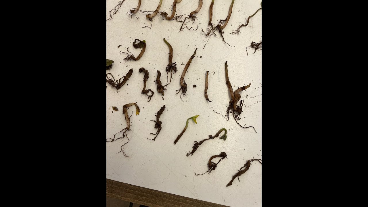 Bean Seed Fly Meeting Jan 23 - YouTube