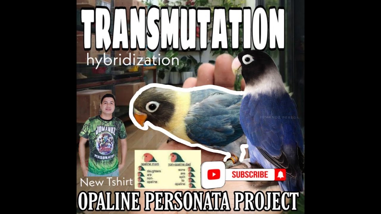 TRANSMUTATION | HOW TO PRODUCE OPALINE PERSONATA MUTATION I Usapang ...