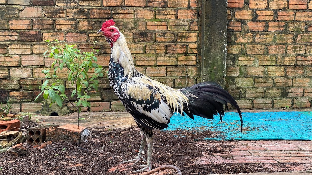 My farm update rooster Puma - YouTube