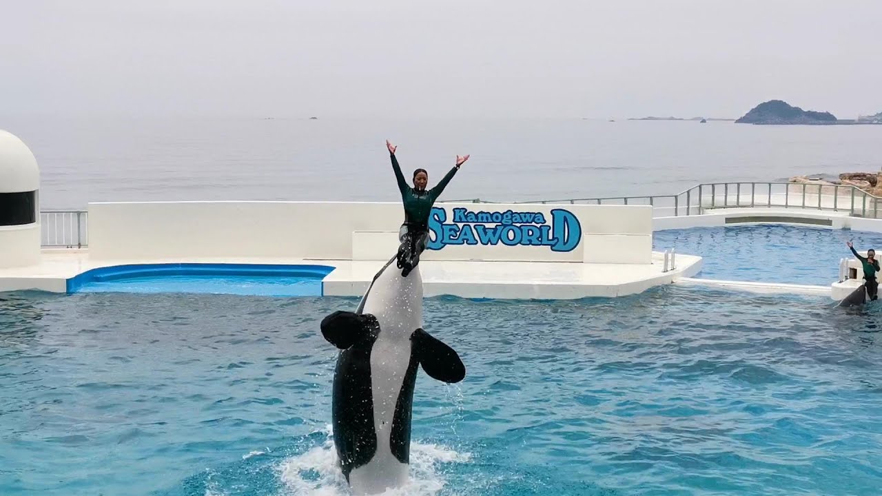 Having Fun in the SeaWorld...!!!!!! - YouTube