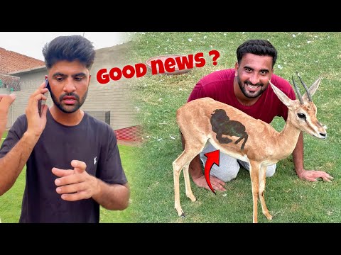 GOOD NEWS😍New Hiran Bacha Deny Wali hai Sabtain Ko Call Agai