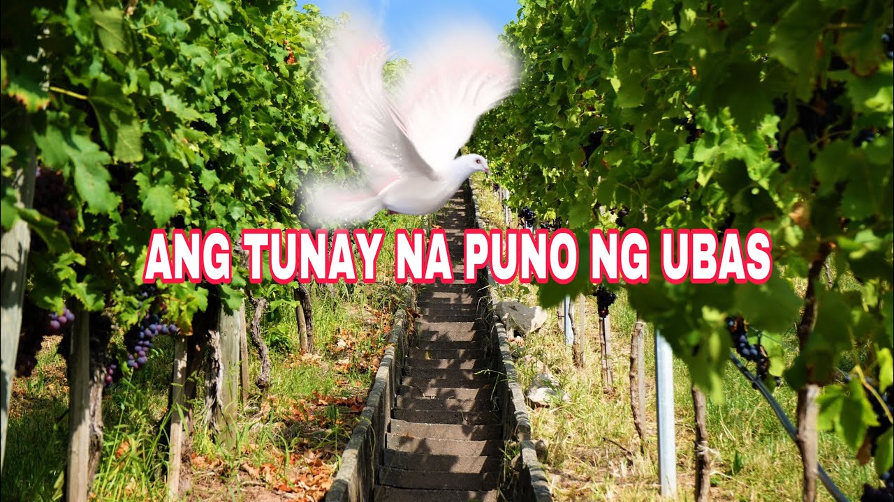 ANG TUNAY NA PUNO NG UBAS|| STARRY LIVING - YouTube