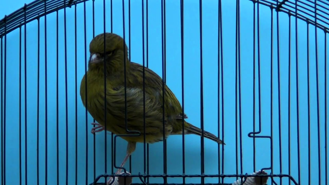 Phil Warne's 2010 green yellow hen & clear buff cock winning border ...