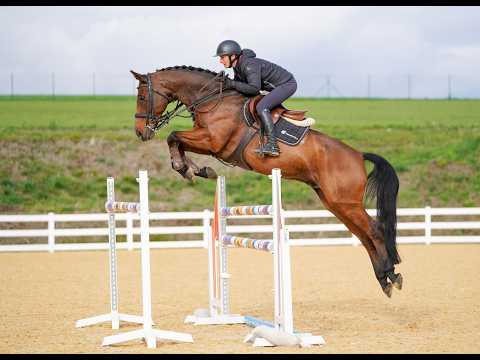 FOR SALE - 2015 KWPN gelding by Verdi - KISSINGER 135-parcour