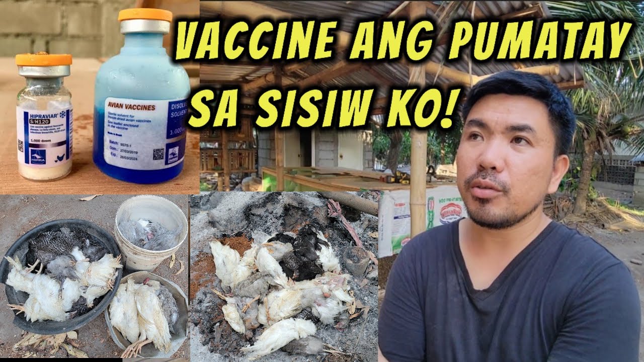 Bakuna ang sanhi sa pagkamatay ng mga sisiw! - YouTube