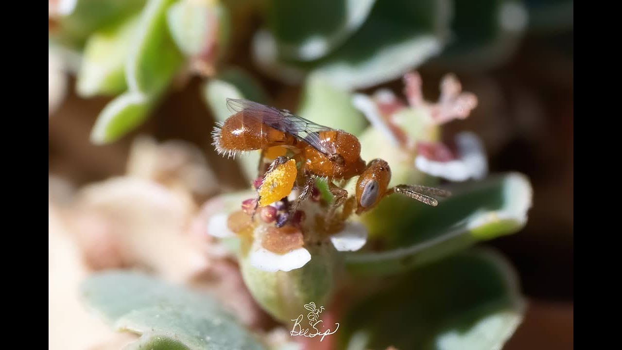 Perdita minima - Smallest known bee in North America - YouTube